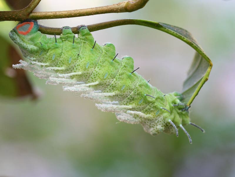 Close Up Butterfly Worm on Tree Stock Image - Image of chrysalis, close ...