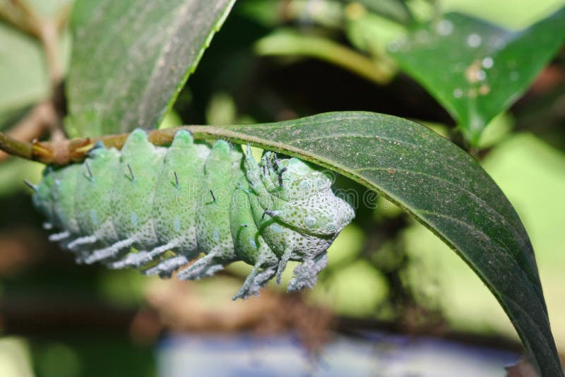 Close Up Butterfly Worm on Tree Stock Photo - Image of macro, growth ...