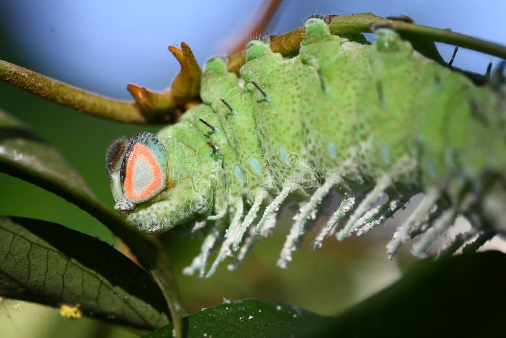 Close Up Butterfly Worm on Tree Stock Image - Image of agriculture ...