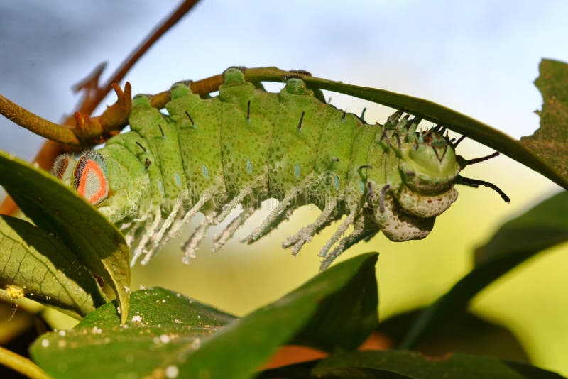 Close Up Butterfly Worm on Tree Stock Image - Image of green, hanging ...