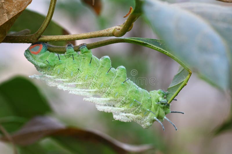 Close Up Butterfly Worm on Tree Stock Photo - Image of metamorphism ...