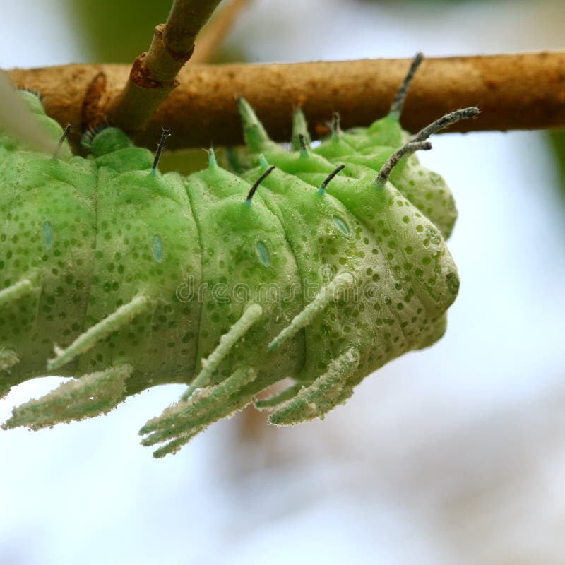 Close Up Butterfly Worm on Tree Stock Photo - Image of life ...