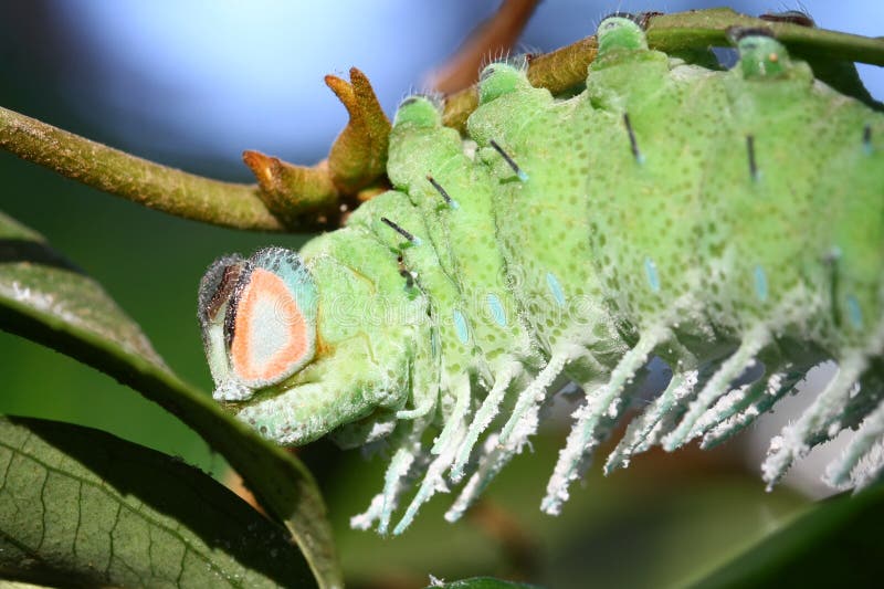 Close Up Butterfly Worm on Tree Stock Photo - Image of ecology, growth ...