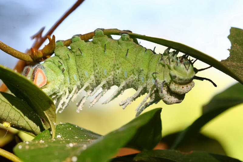 Close Up Butterfly Worm on Tree Stock Photo - Image of closeup, ecology ...