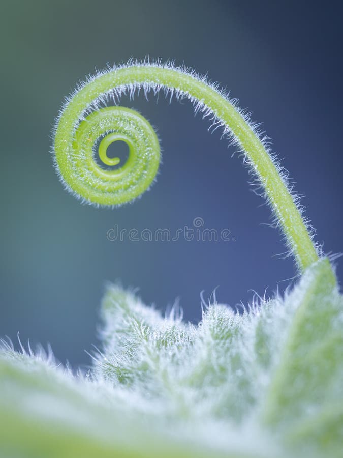 A Close-up of a Butternut Squash Tendril Stock Photo - Image of tendril ...