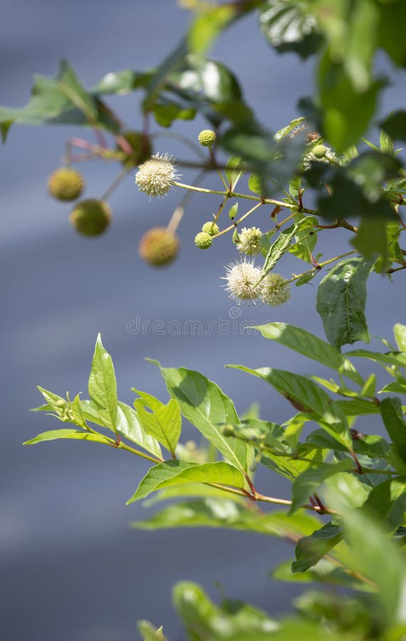 151 Buttonbush Shrub Stock Photos - Free & Royalty-Free Stock Photos ...