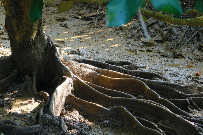Buttress roots stock image. Image of forest, buttress - 317042409
