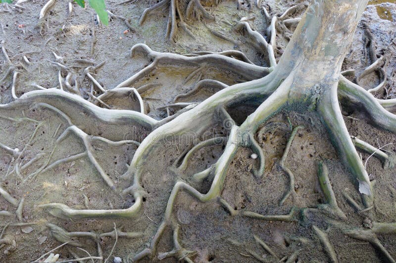 Buttress roots stock image. Image of mangrove, plank - 317042677