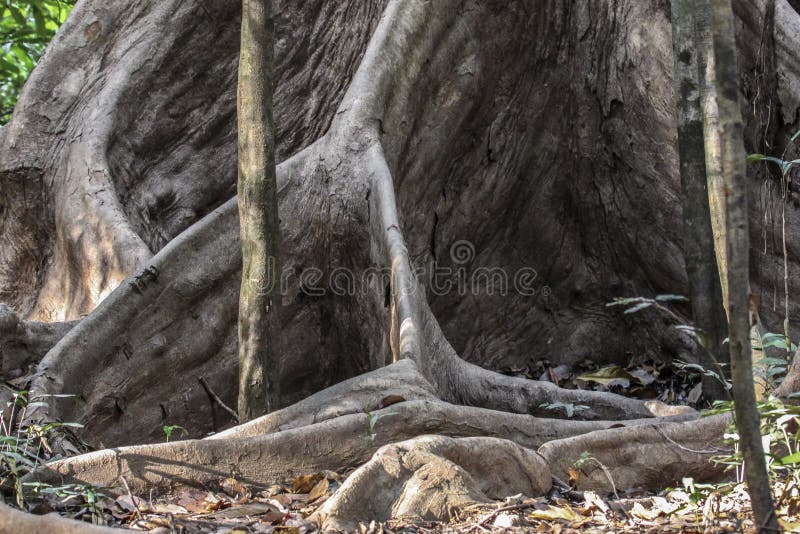 Close-up of Buttress Roots of a Rainforest Tree, Amazon Rainforest ...