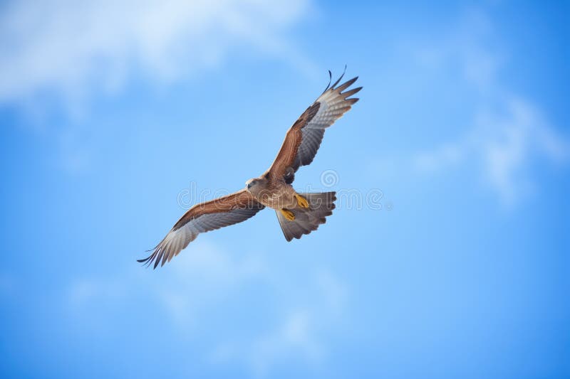 Close-up of a Buzzard in Flight, Clear Blue Sky Stock Illustration ...