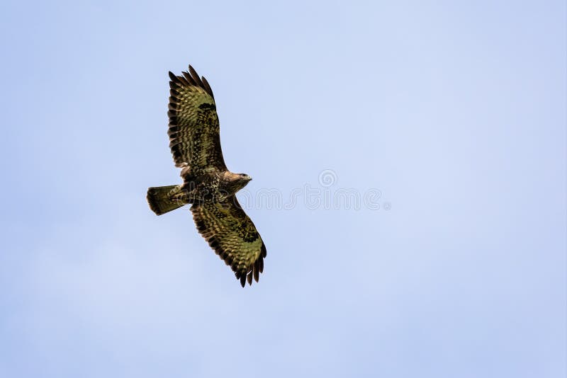 Close Up of Buzzard Flying Overhead Stock Image - Image of feather ...