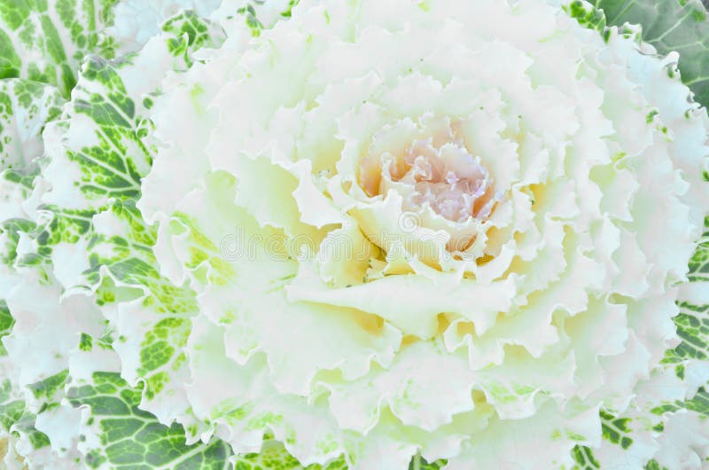 Close-up of cabbage stock photo. Image of farm, leaf - 23453996