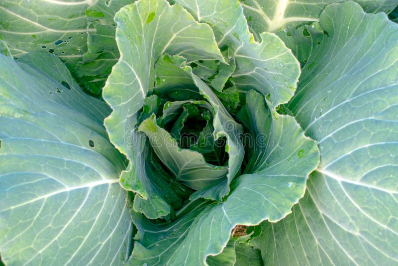 Close Up of Cabbage in the Field. Growing Cabbage in the Open Field ...