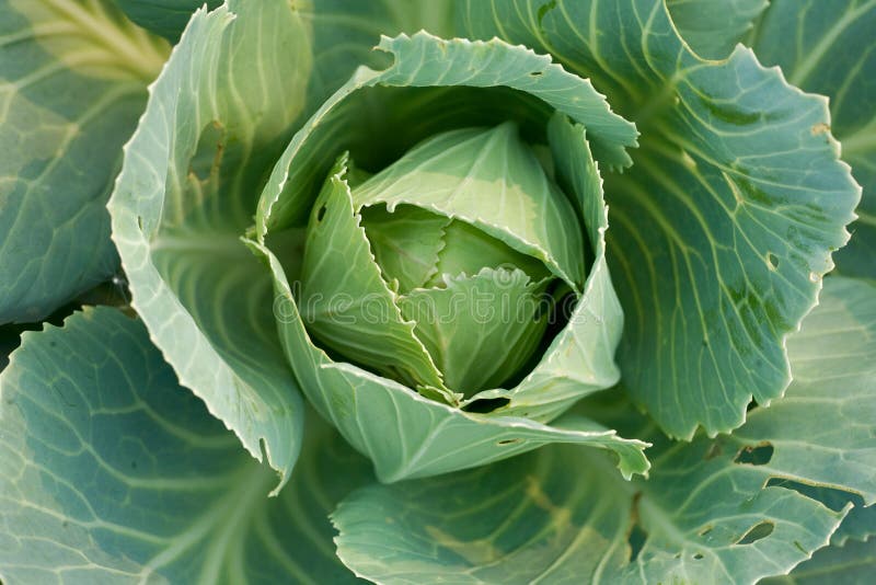 Close-up of Cabbage Growing in Field Stock Photo - Image of organic ...