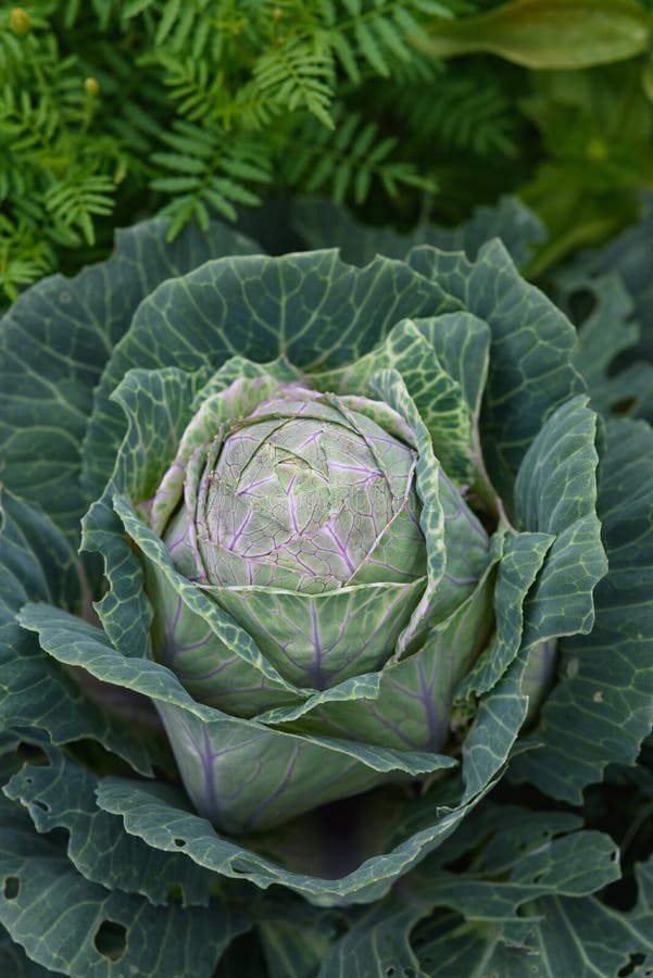Close up of cabbage head stock photo. Image of harvest - 228822132
