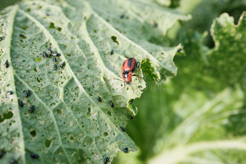 Close-up of Cabbage Leaf Perforated by Cruciferous Flea Beetle and Red ...