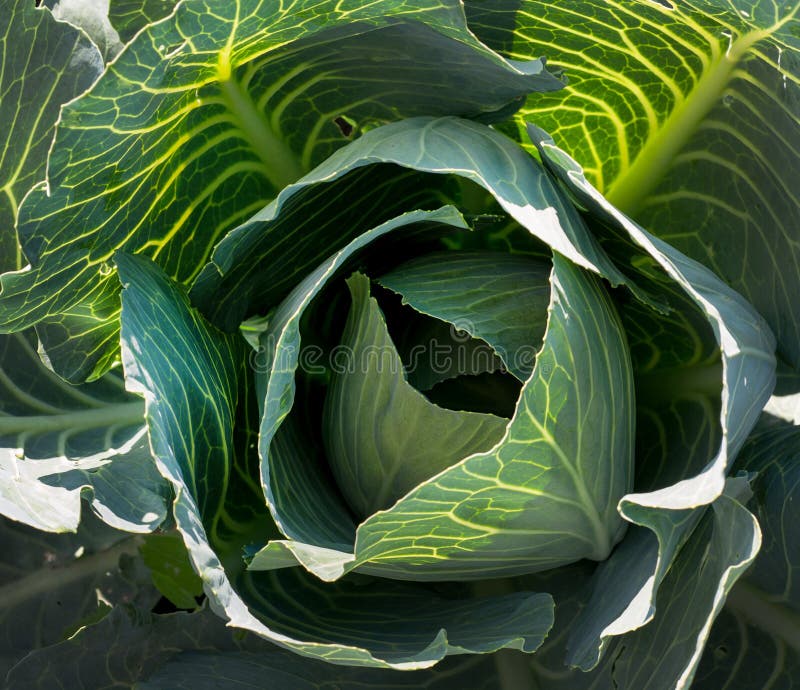 Cabbage Leaves, Cabbage Plantations, Agriculture Stock Photo - Image of ...