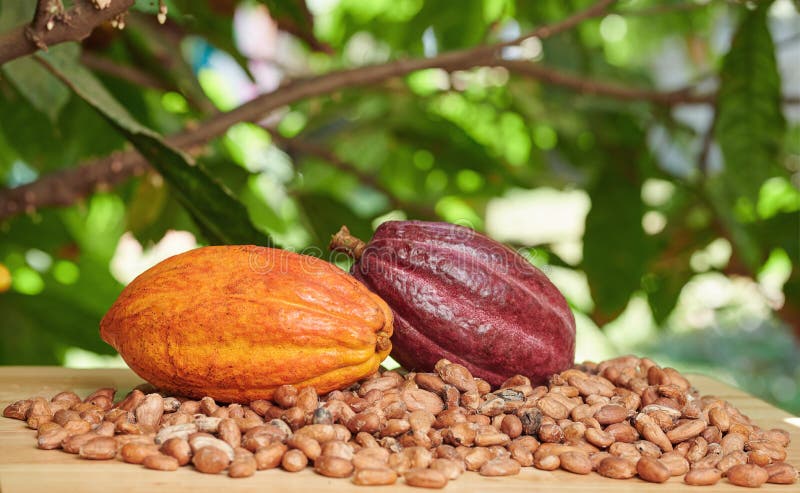 Close up of cacao crop stock image. Image of bean, fruit - 164034395