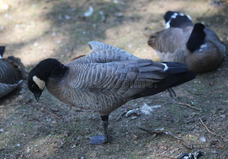 Cackling goose stock photo. Image of flora, boarder, animal - 99625218