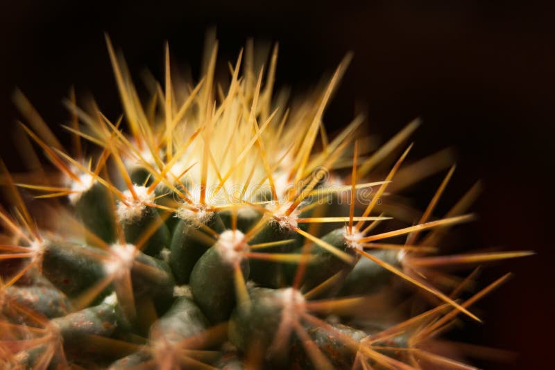 Close up cactas stock image. Image of grow, decoration - 50378473
