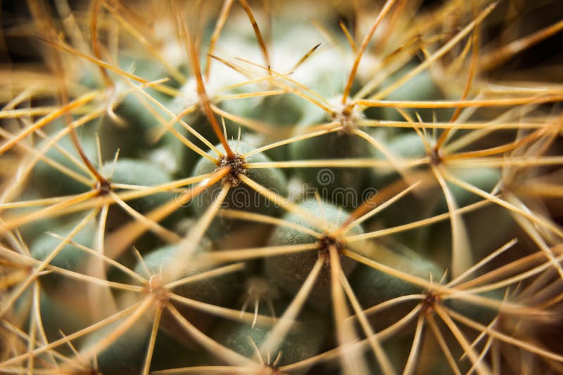 Close up cactas stock image. Image of grow, decoration - 50378473