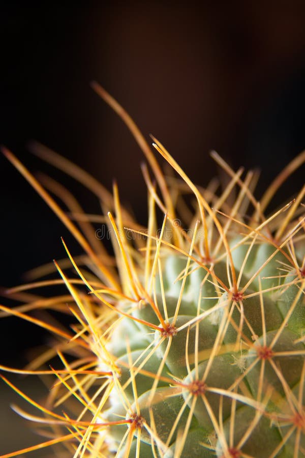 Close up cactas stock image. Image of existence, grusonii - 50378539