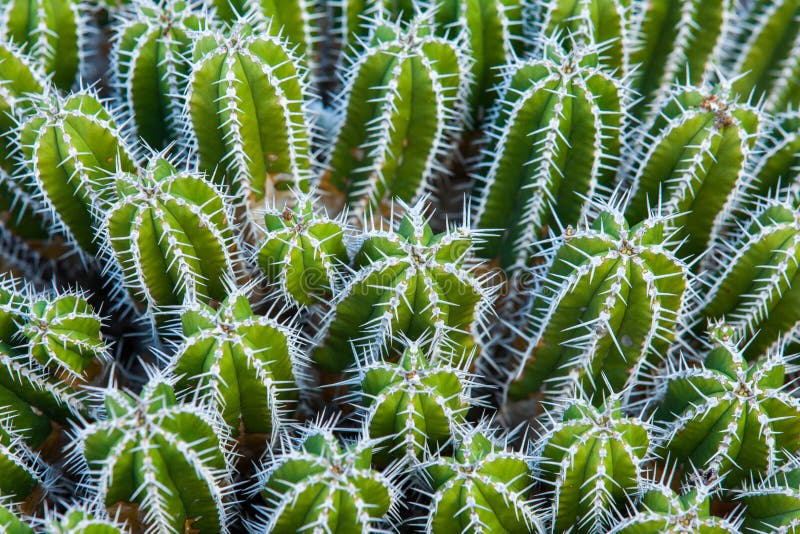 Close-up cactus stock image. Image of botanical, close - 23316959