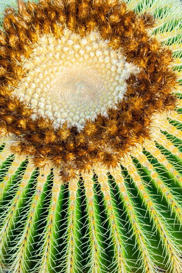 Close-up cactus stock image. Image of botanical, close - 23316959