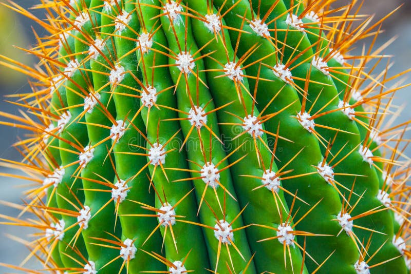 Close-up cactus stock image. Image of close, grow, flattened - 23316909