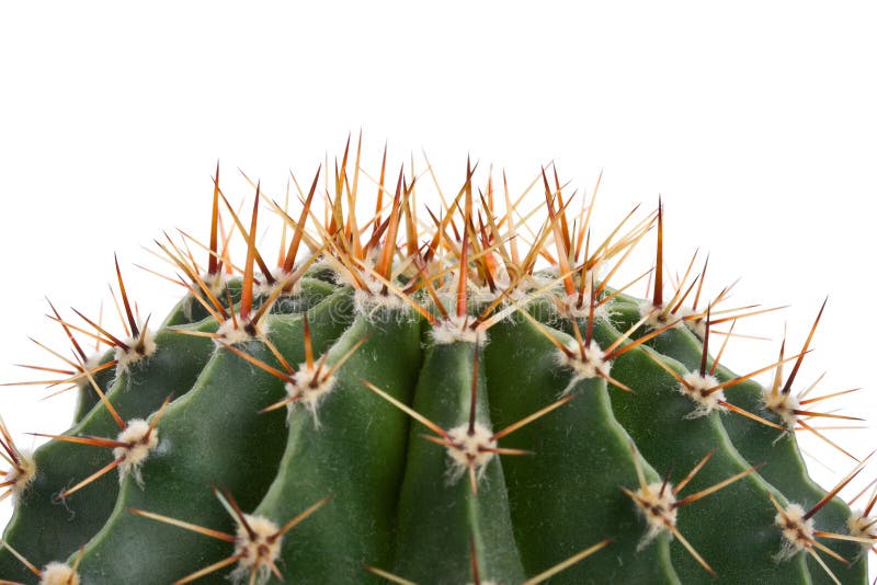 Green cactus, front view stock photo. Image of macro, spiked - 7188872