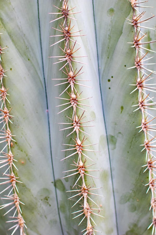 Close Up of a Cactus As Texture Background. Detail of Green Cactus with ...