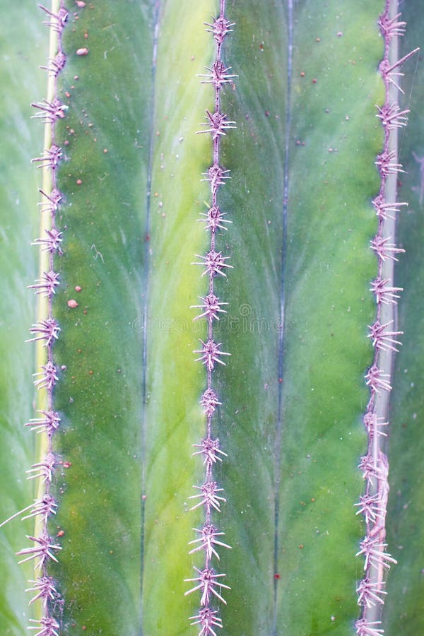 Close Up of a Cactus As Texture Background. Detail of Green Cactus with ...