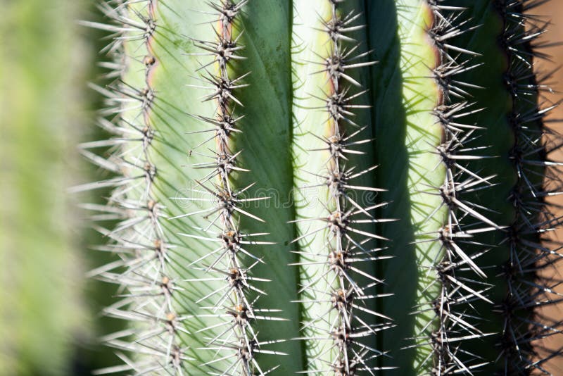 Close Up Cactus Backdround, Cacti or Cactaceae Pattern. Cactus Spiked ...