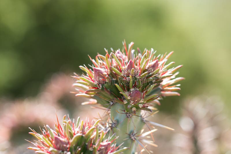 Close up of cactus buds stock image. Image of garden - 90805425