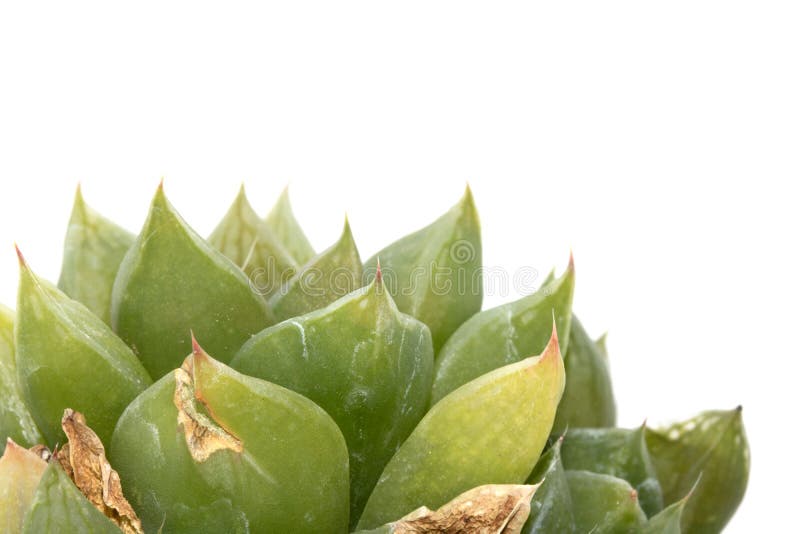 Close Up of a Cactus or Cacti Succulent Green Spike Plant Stock Image ...