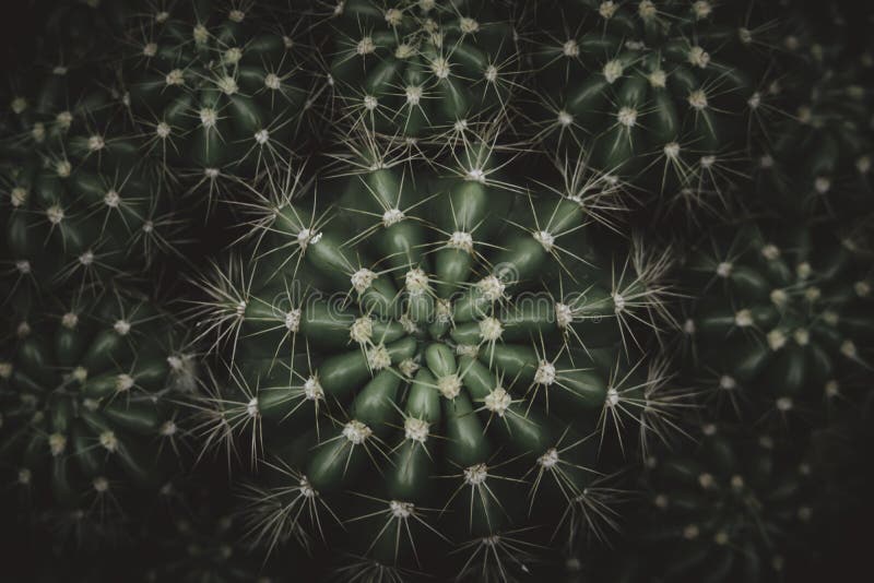 Close Up Cactus or Cacti Top View Stock Image - Image of botany ...