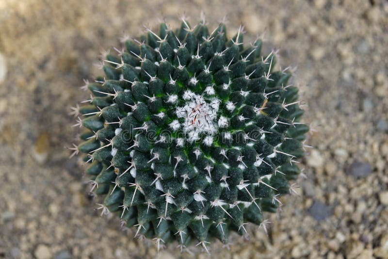 Close-up of Cactus Exotic Plant with Sharp Spines Stock Photo - Image ...