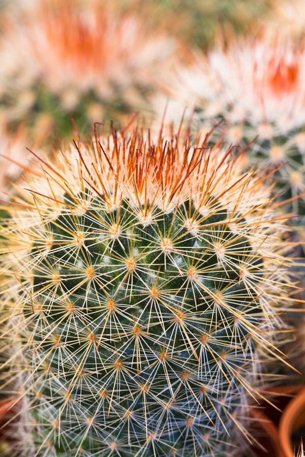 Close up cactus stock photo. Image of color, clay, spike - 35000632