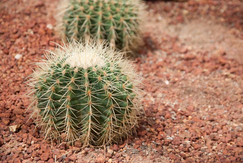 Cactus and Red Ground Cover, Galapagos Islands Stock Image - Image of ...