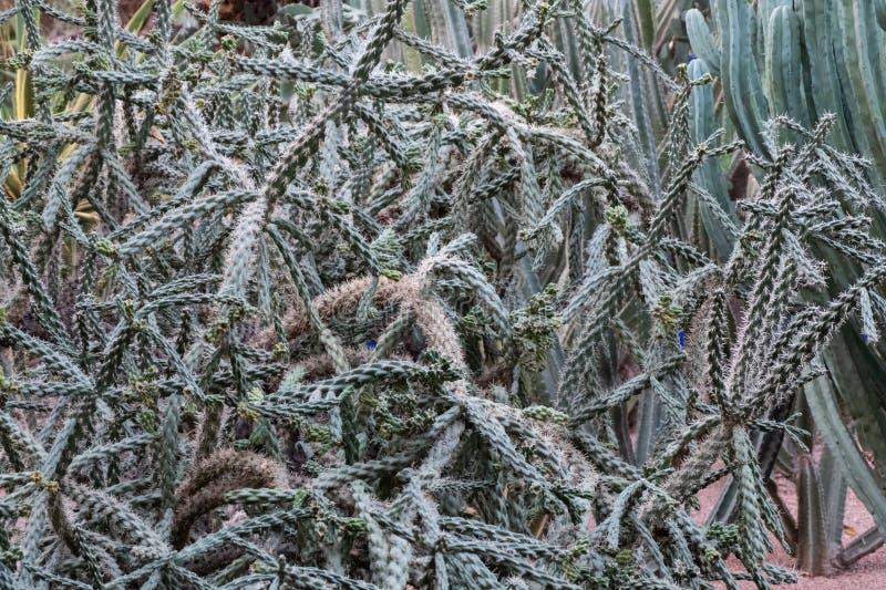 A Close-up of a Cactus with Intricate Needle Patterns. Stock Image ...