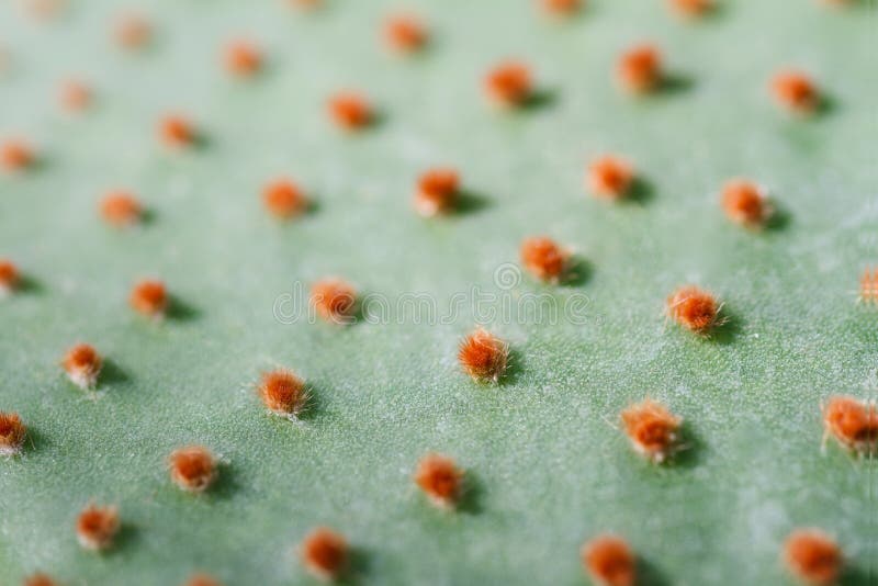 Close Up of Cactus Leaf Texture Stock Image - Image of background ...