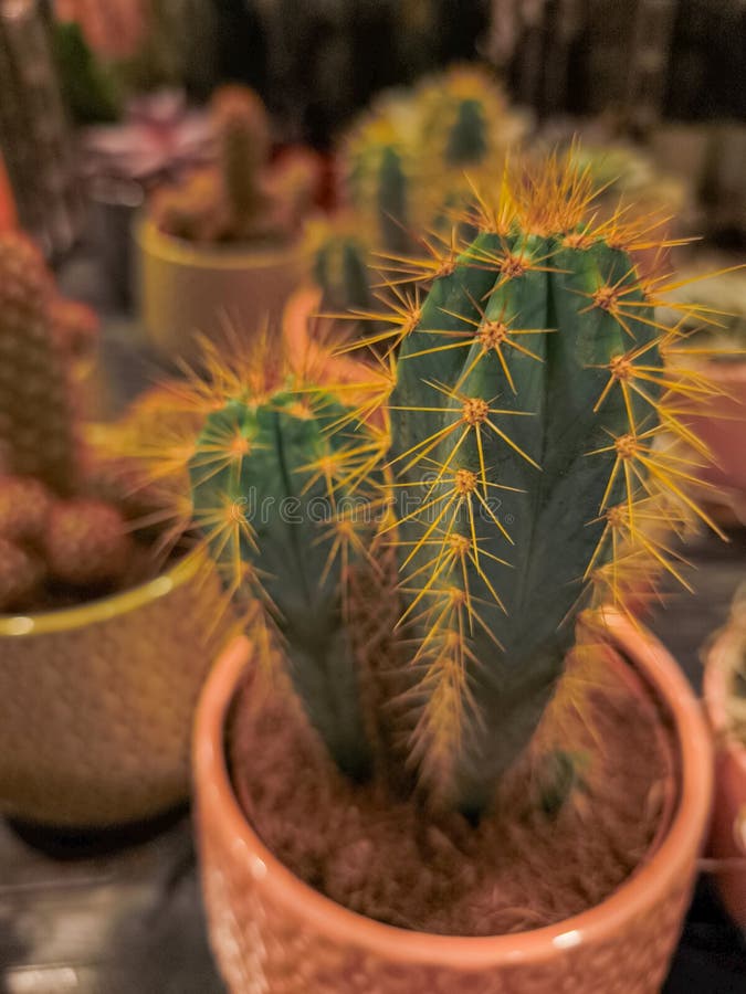 Cactus Growing in Terracotta Pot with Other Cacti in Background Stock ...