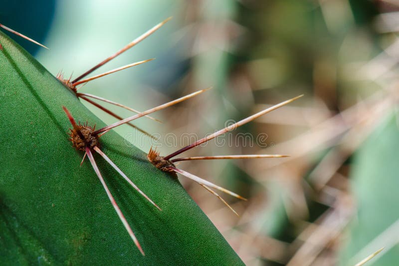 Close-up of cactus needles stock image. Image of ficusindica - 30525913