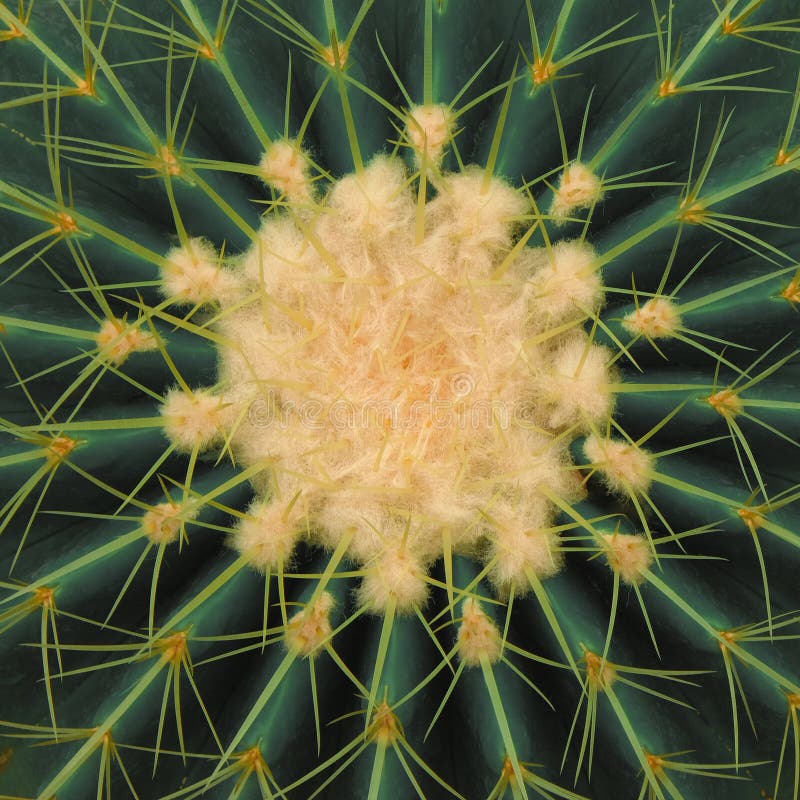 Macro Close Up of Green Cactus with Thorns Pattern Stock Image - Image ...