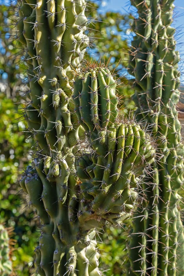 Green Cactus Plants in Spanish Coastal in Costa Brava in Spring Stock ...