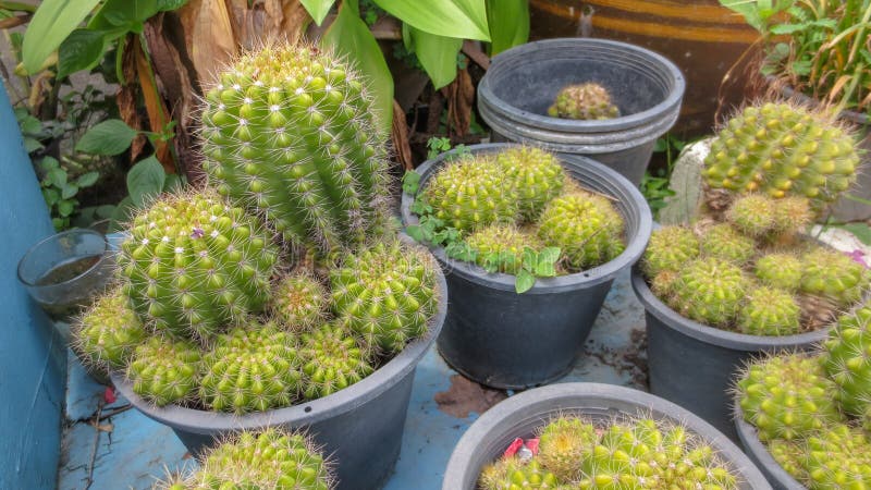 Cactus plants in pot stock photo. Image of cactus, grow - 128354856