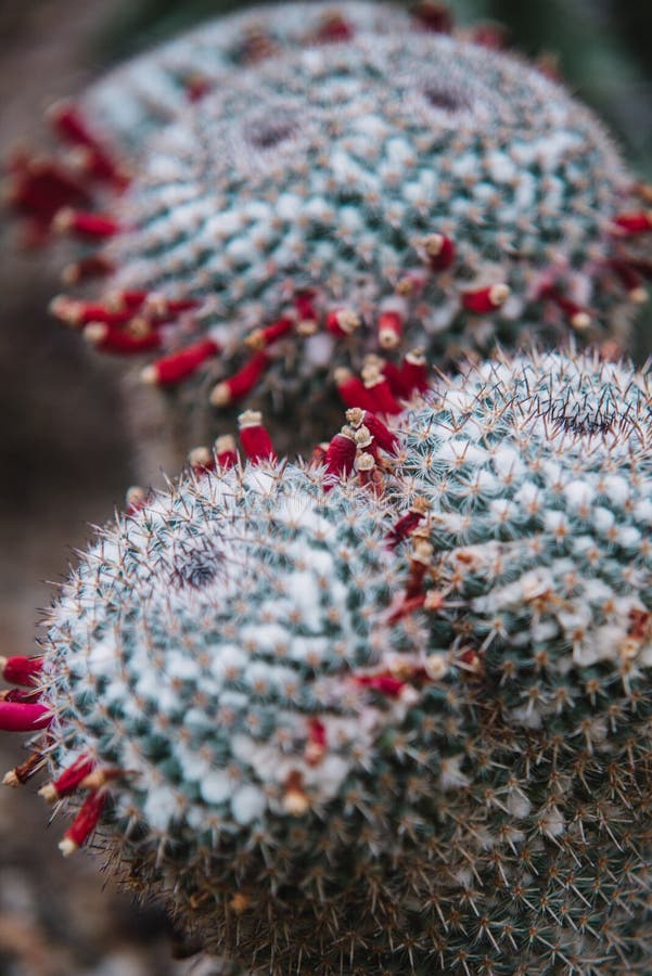 Close Up on Cactus with Red Flowers, Top View Stock Photo - Image of ...
