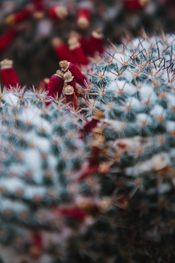Close Up on Cactus with Red Flowers, Top View Stock Photo - Image of ...