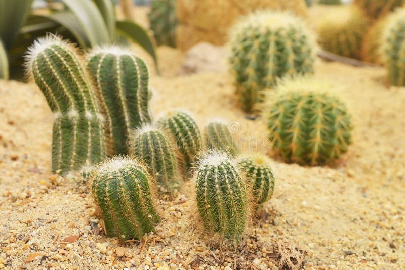 Close Up Cactus in Sand and Stone Stock Photo - Image of landscape ...