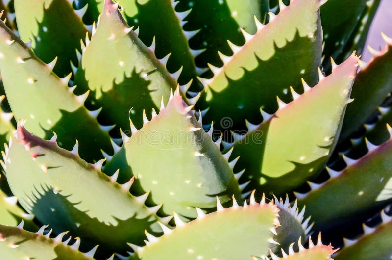 A Close Up of a Cactus with Spines Stock Image - Image of agave, detail: 319186779
